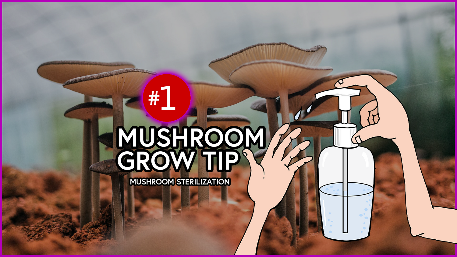 Keeping it Clean: The Ins and Outs of Sterilization in Indoor Mushroom ...