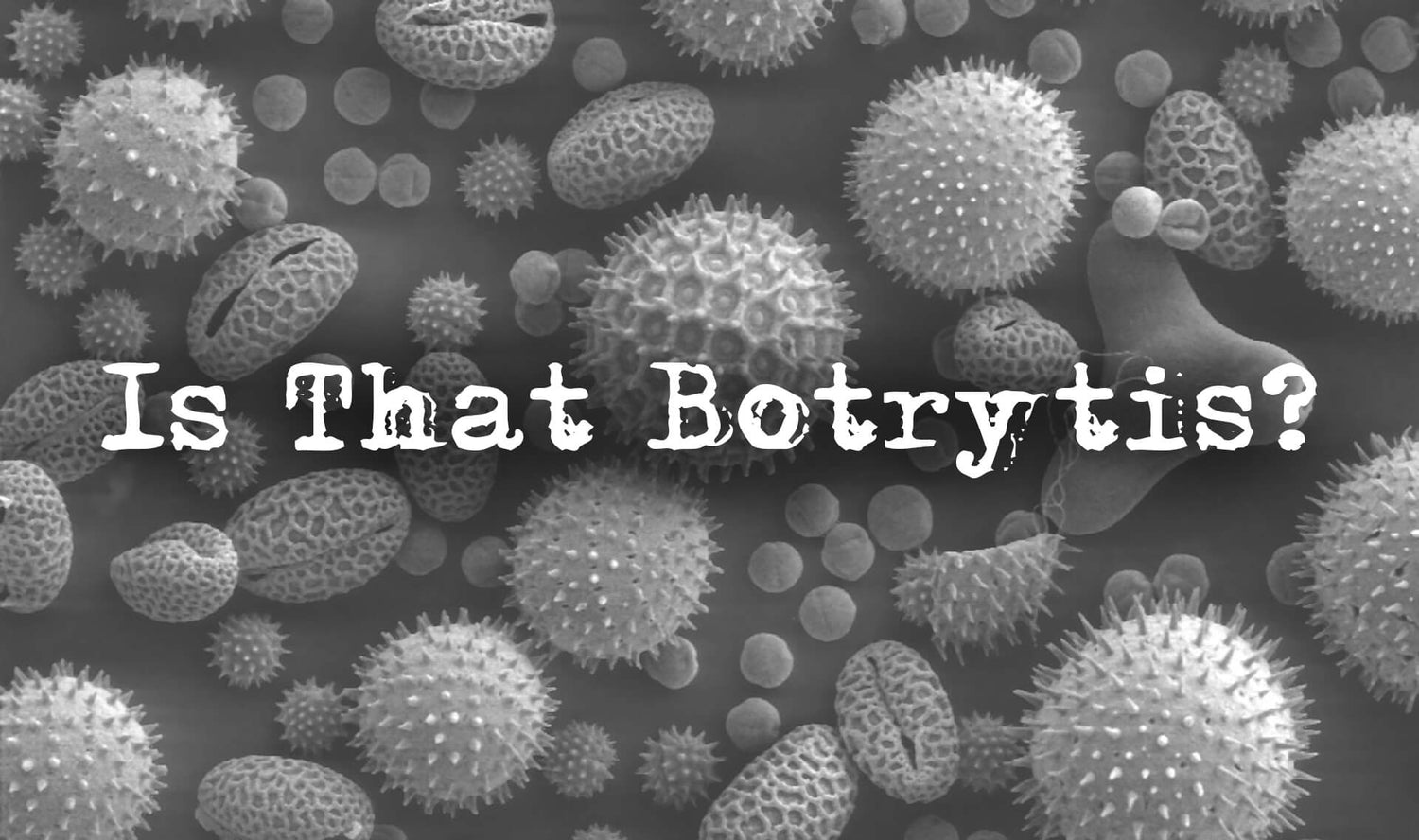 Is That Botrytis? Dealing with Bud Rot – Cultivate Supply