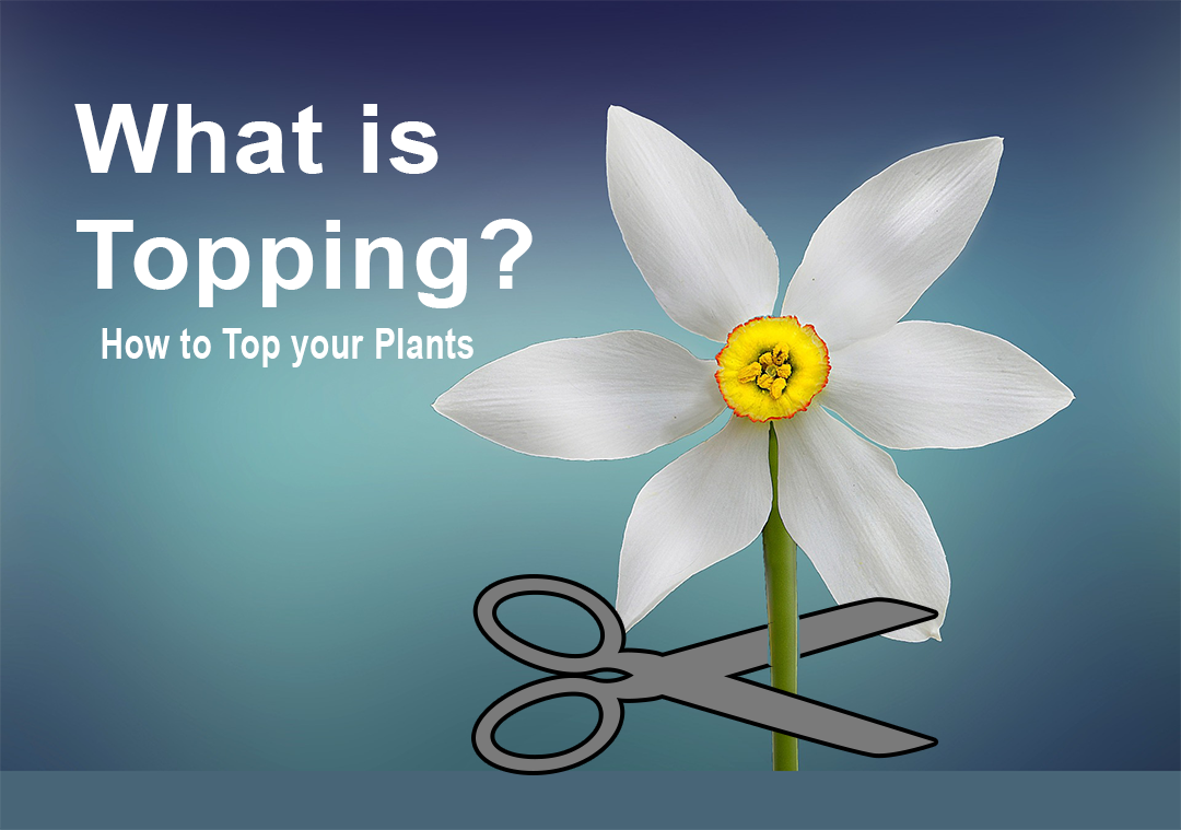 What is Topping? How to Top your Plants – Cultivate Supply