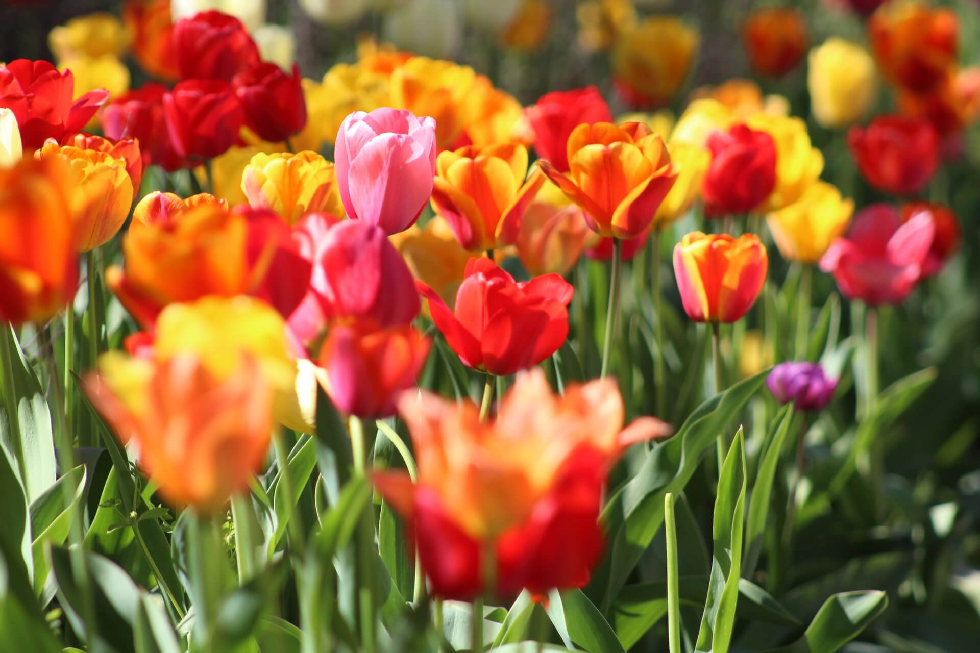The Best Nutrients for Flowering Stage Plants – Cultivate Supply